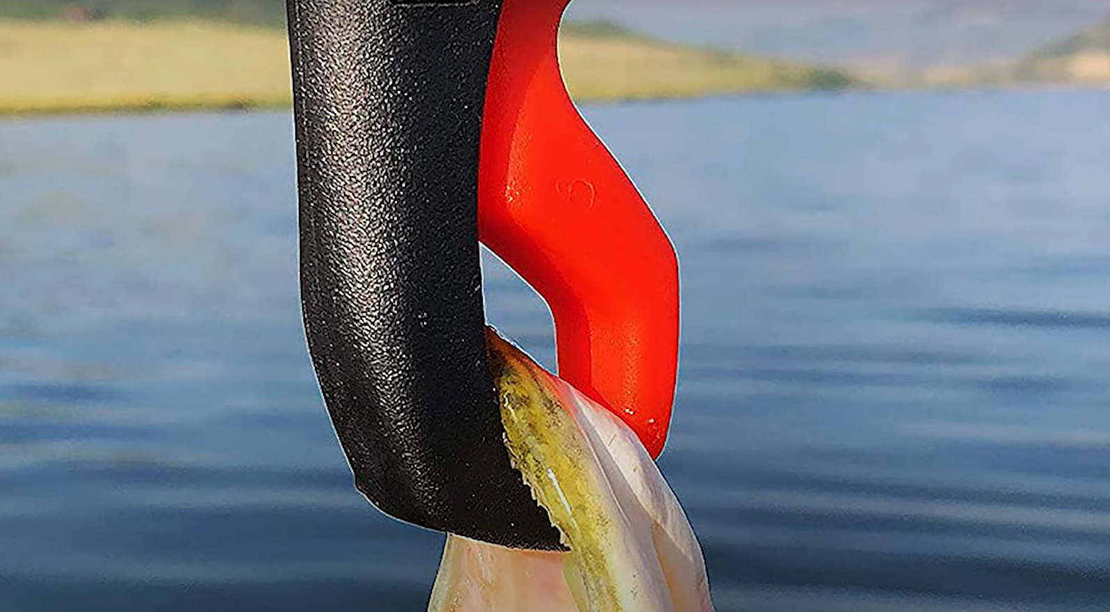 Fischgreifer Test-Überblick August 2024: Die besten Fischgreifer im ...